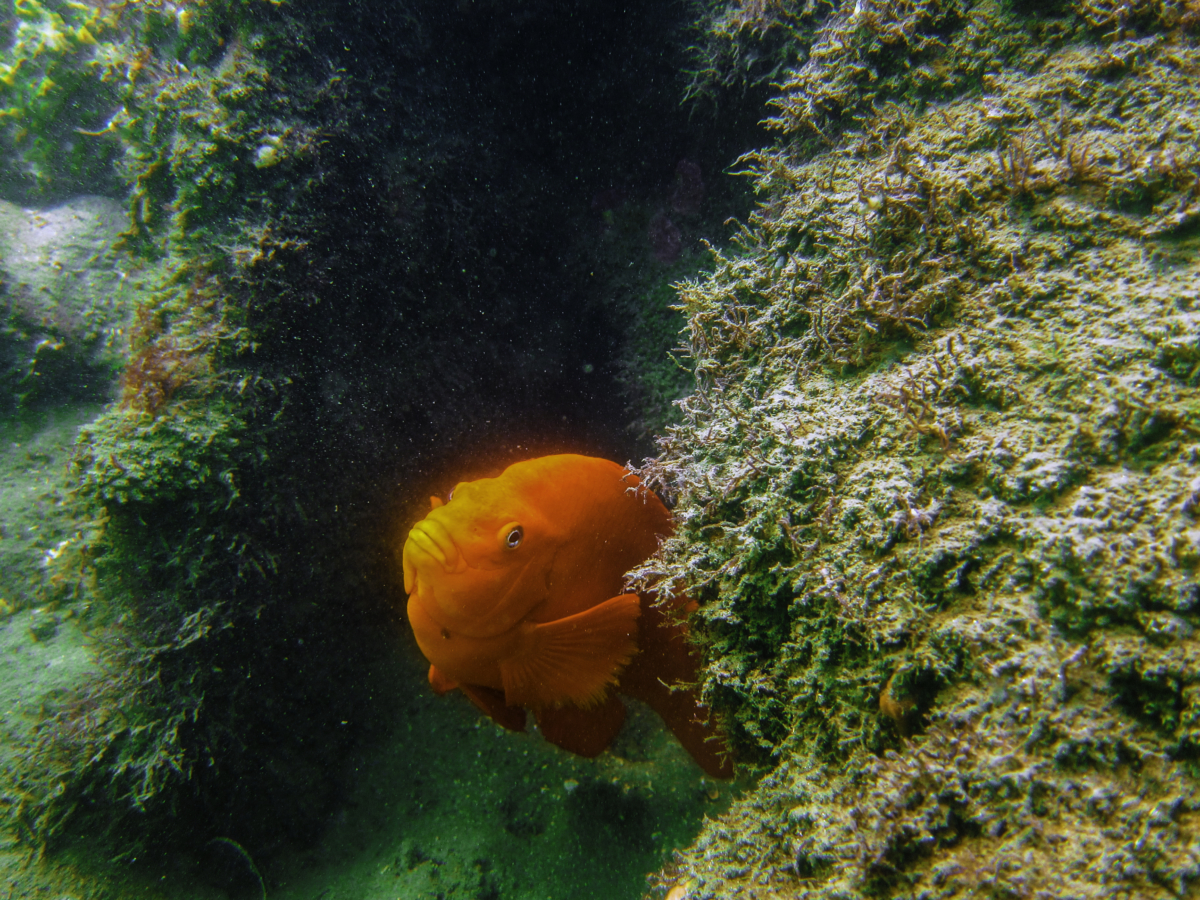 California's scrappy Garibaldi (The State fish of California)