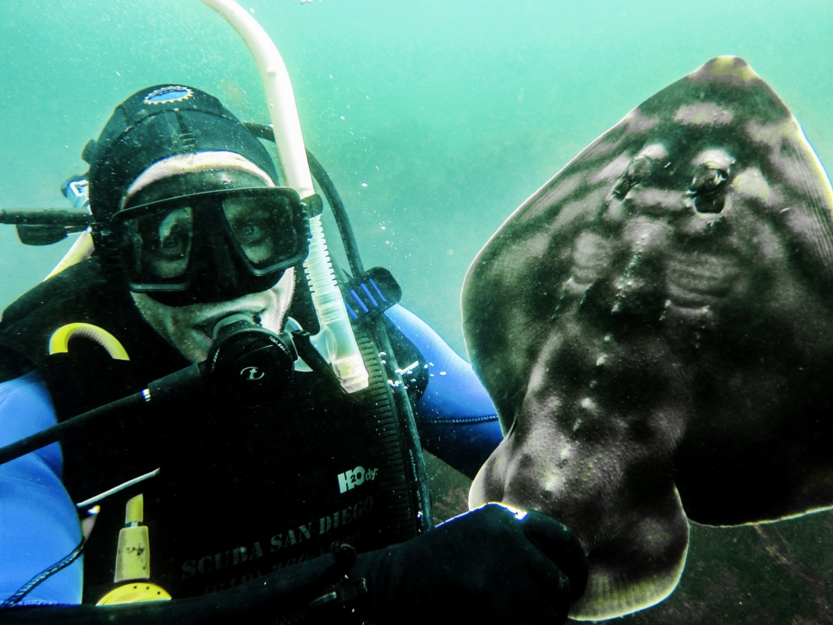 Guitar-Fish-And-Diver (1 of 1) - Snorkel San Diego